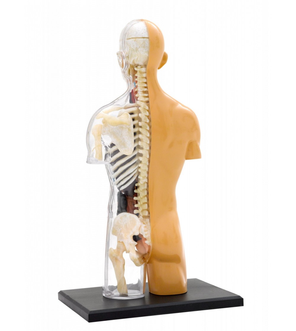Kit STEM Anatomia corpului uman - Corpul uman - JOUJOU.RO